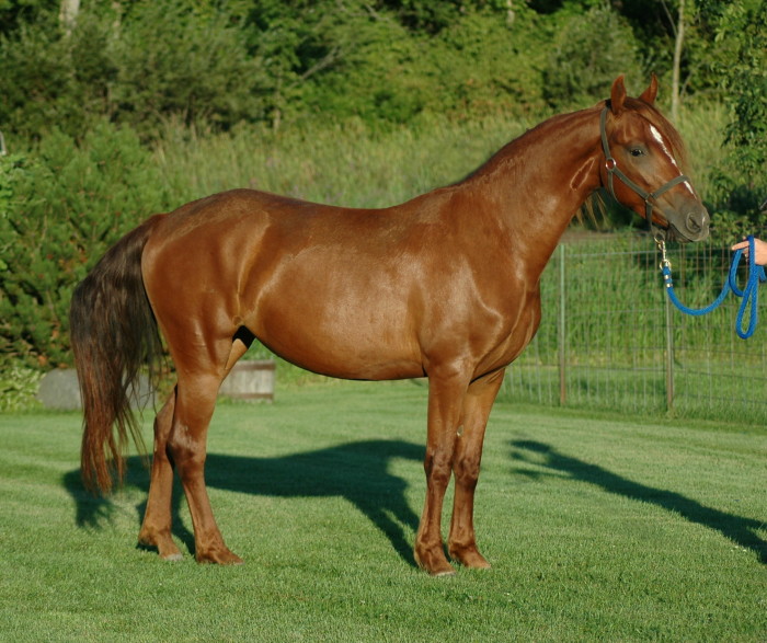 Friesian Heritage & Sporthorse News & Promotions